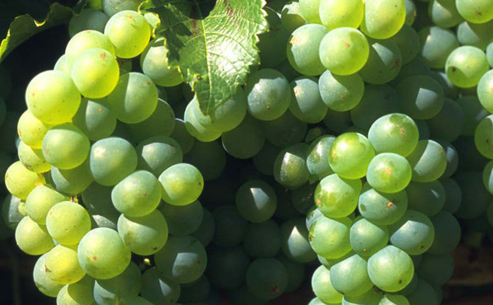 Sauvignon Blanc – eskvalleywines